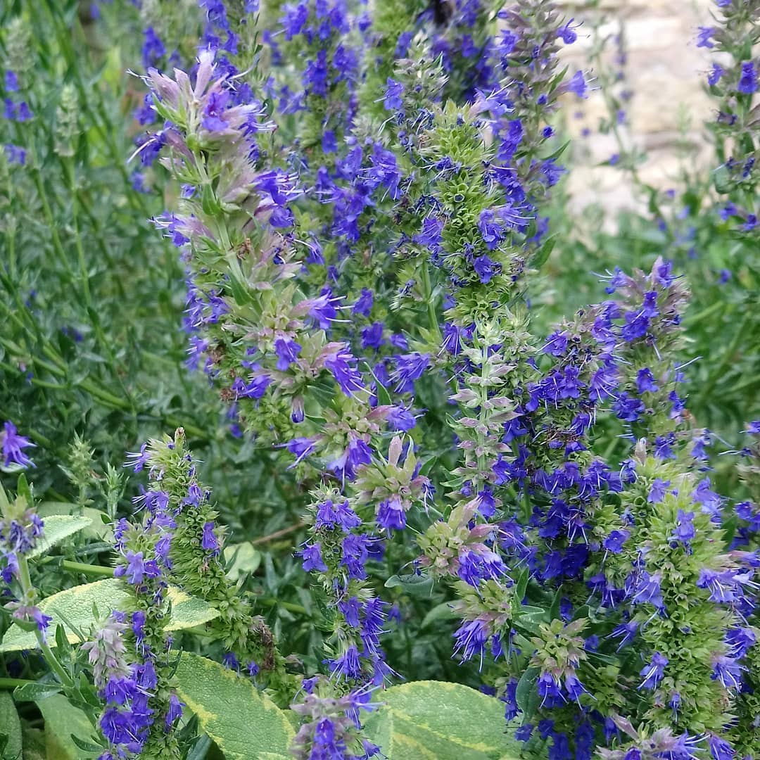 Hyssopus Officinalis | Hyssop | Uses in cosmetics | Cosmetic Ingredients Guide